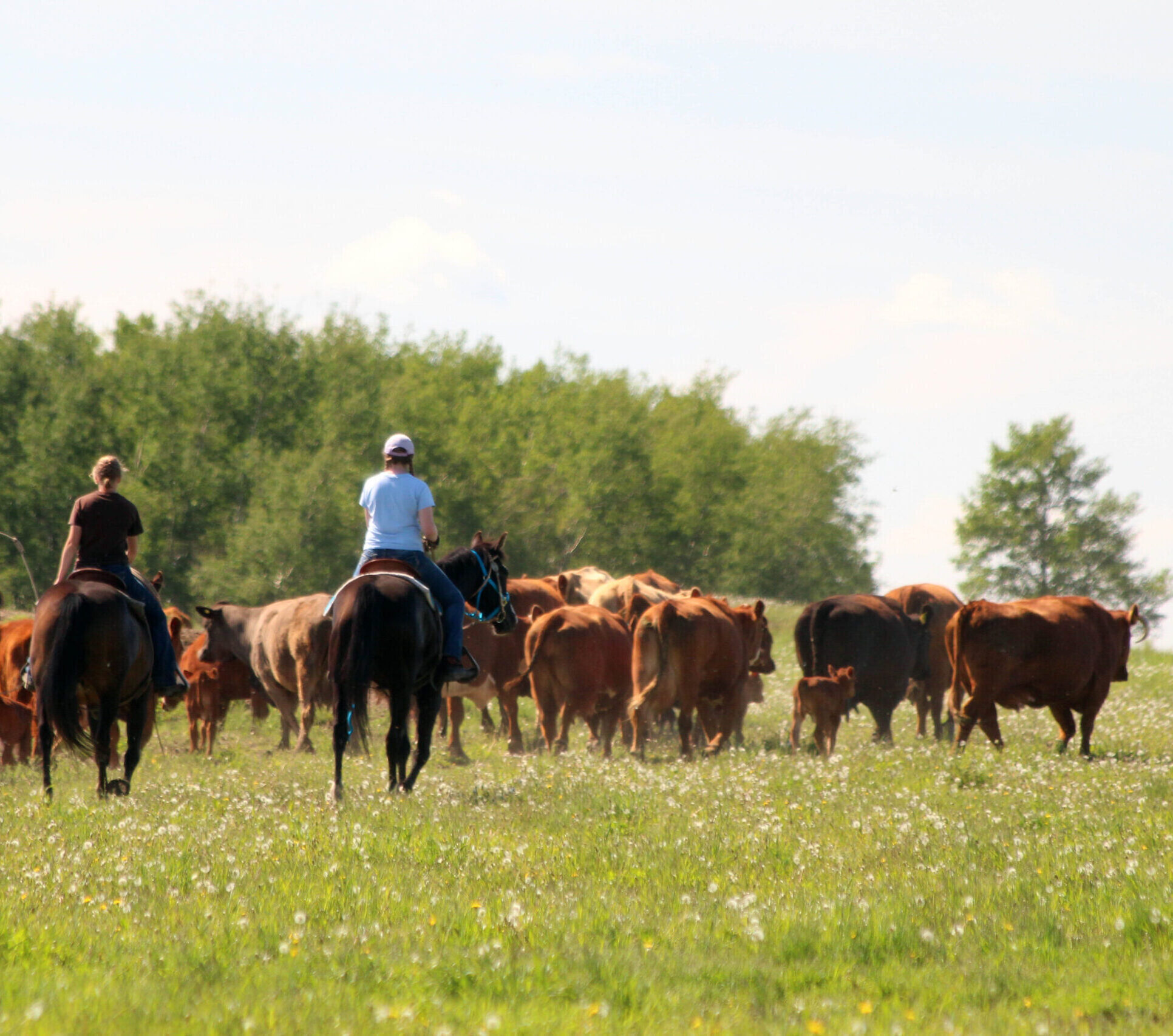 Home - Colt Cattle Company Inc.