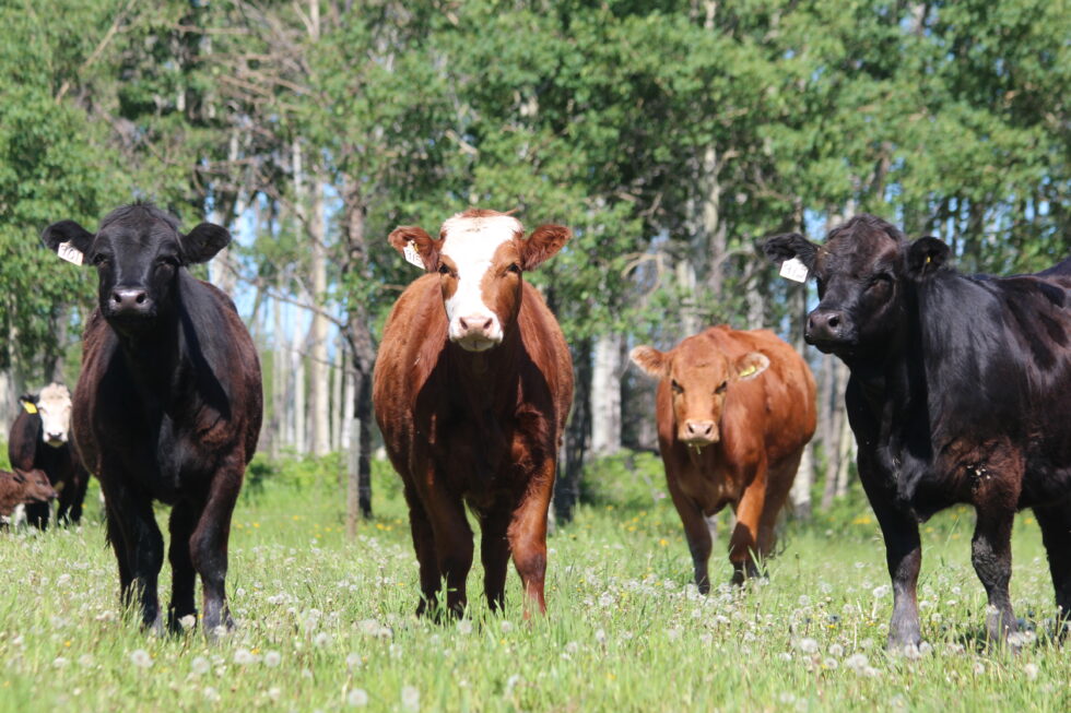 Home - Colt Cattle Company Inc.